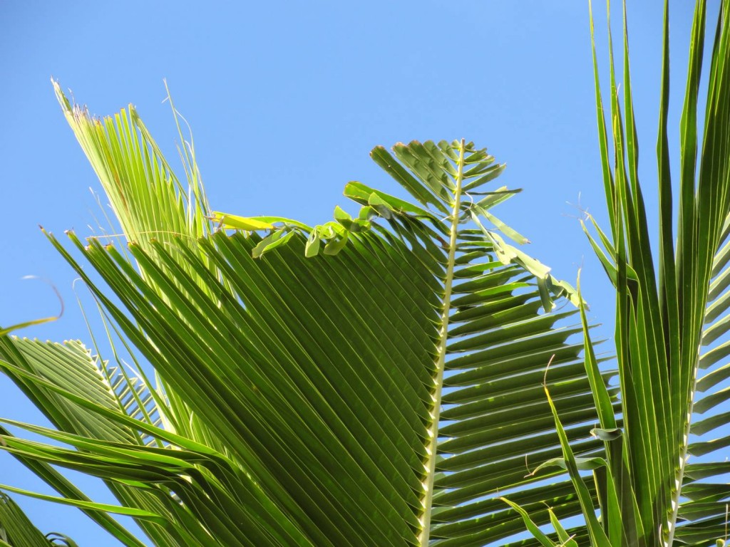 Plant Industry Division | Coconut Rhinoceros Beetle Information