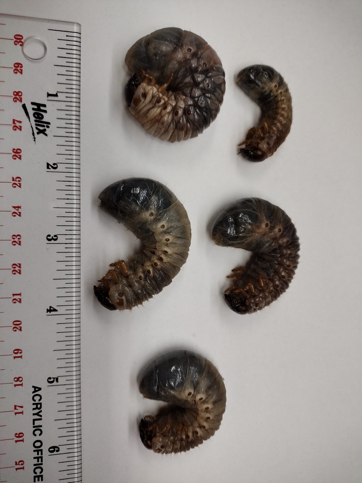 Department of Agriculture & Biosecurity | Coconut Rhinoceros Beetle ...